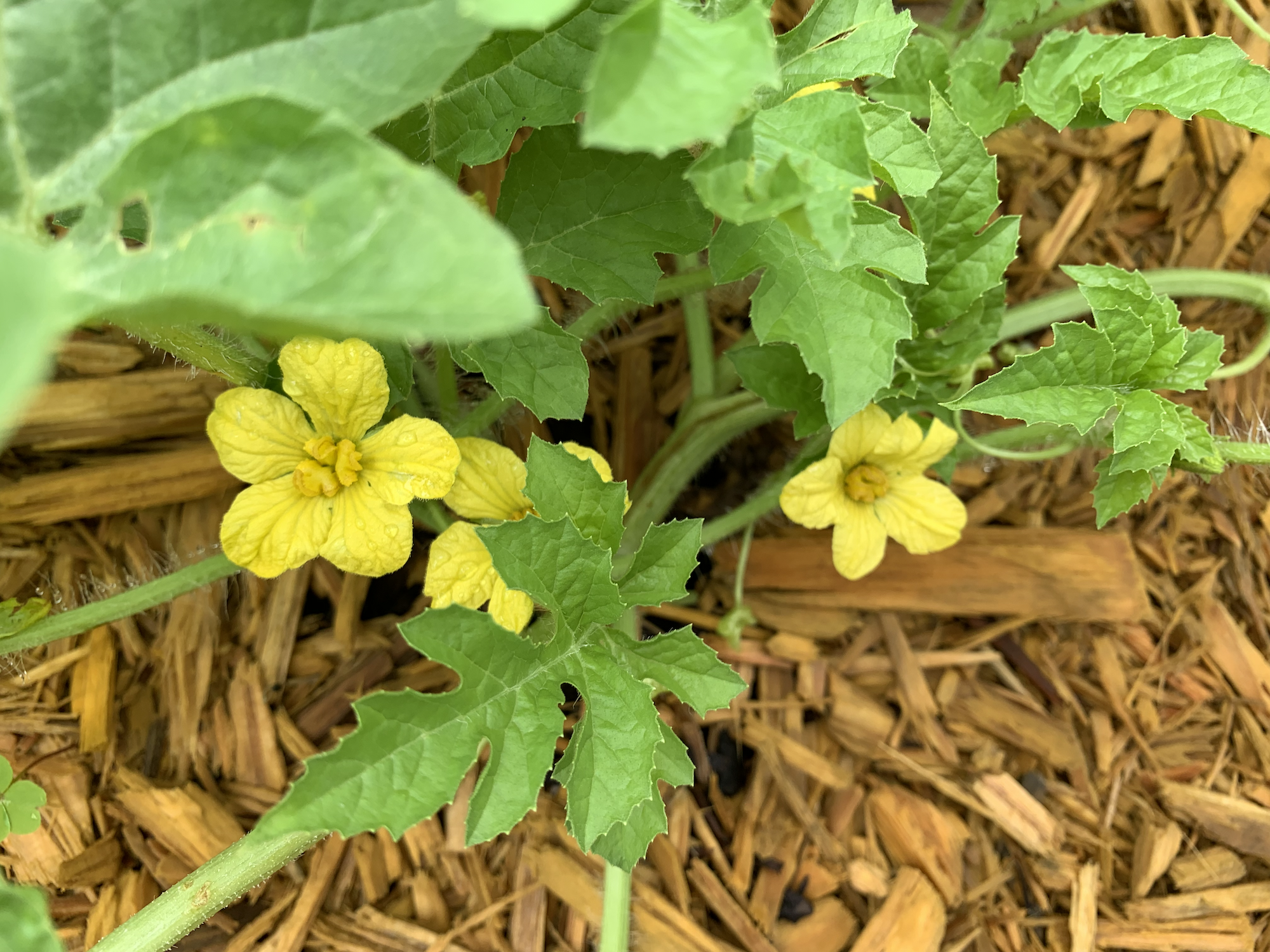 Watermelons Are Growing Big in June – Hydrangeas Blue