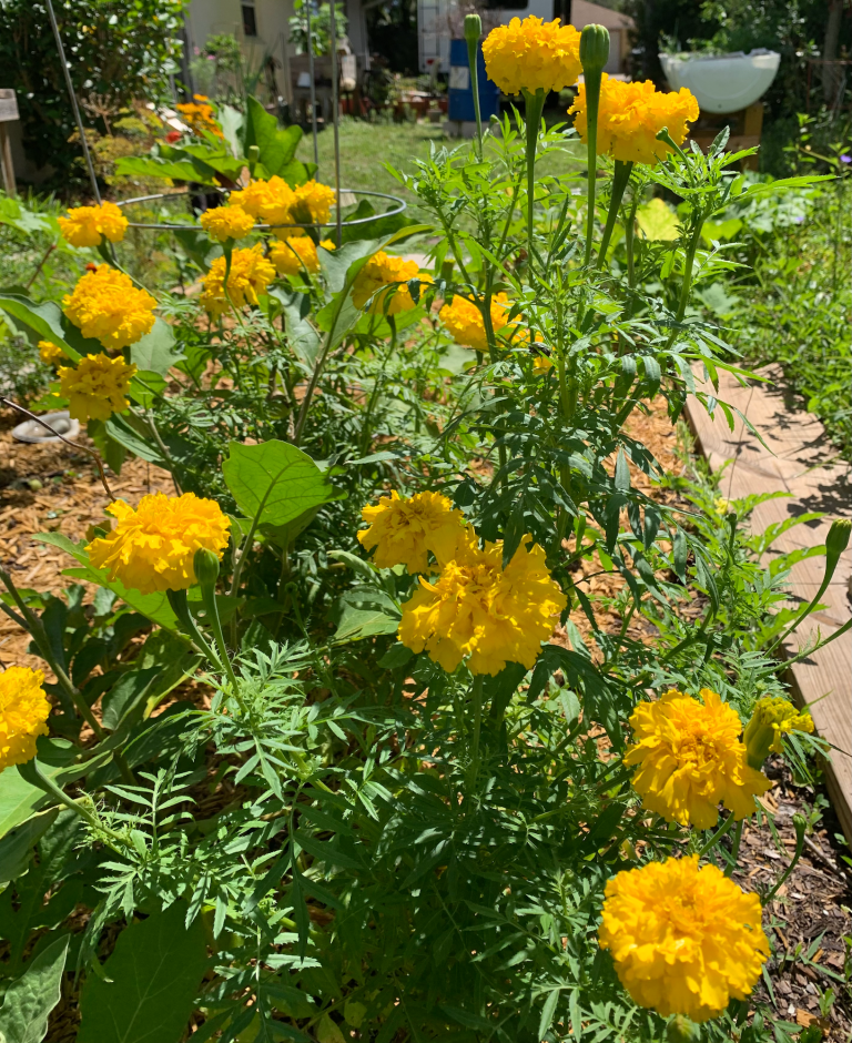 Growing Marigolds From Saved Seeds – Hydrangeas Blue