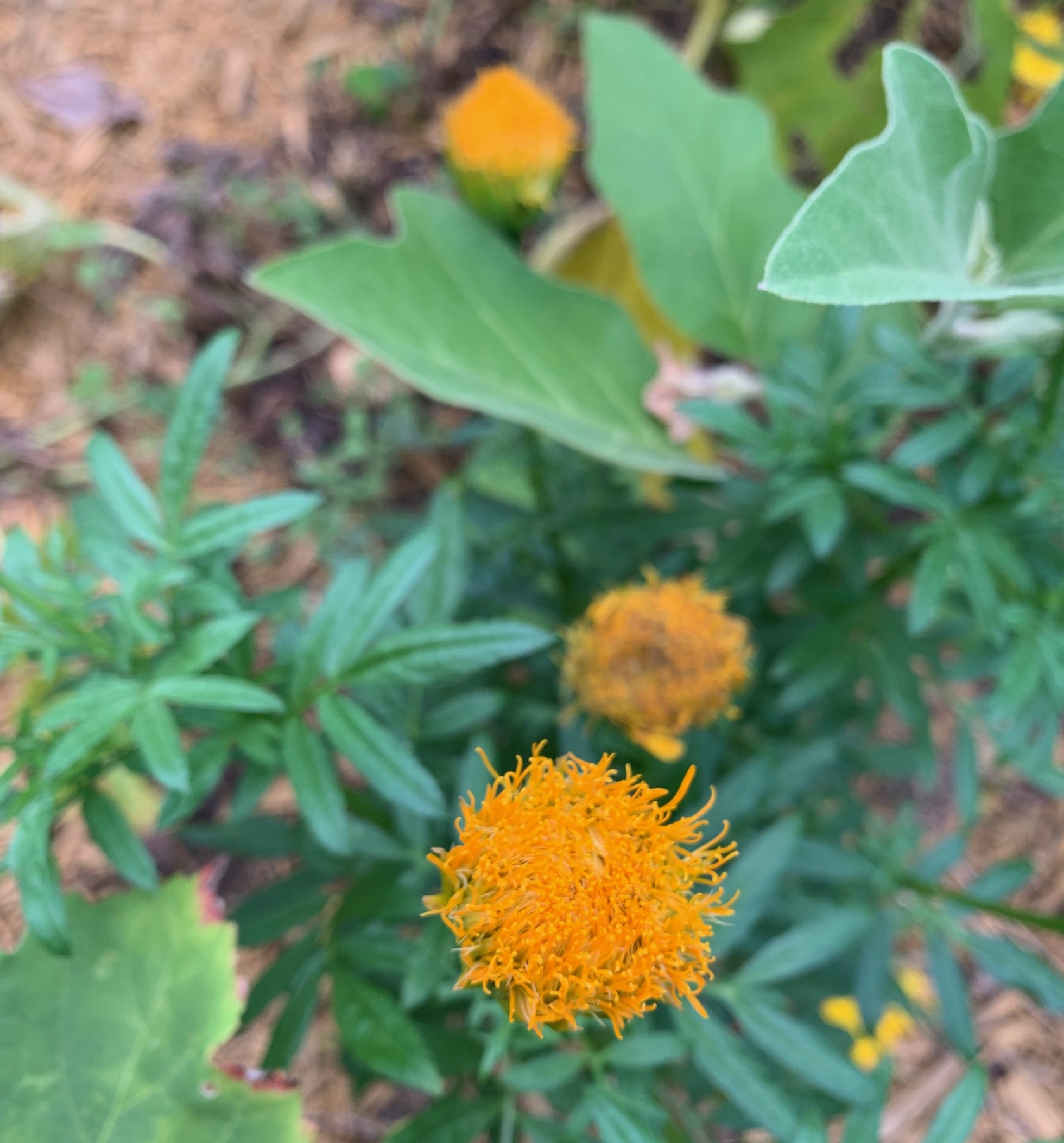 Marigolds in the Florida Vegetable Garden – Hydrangeas Blue