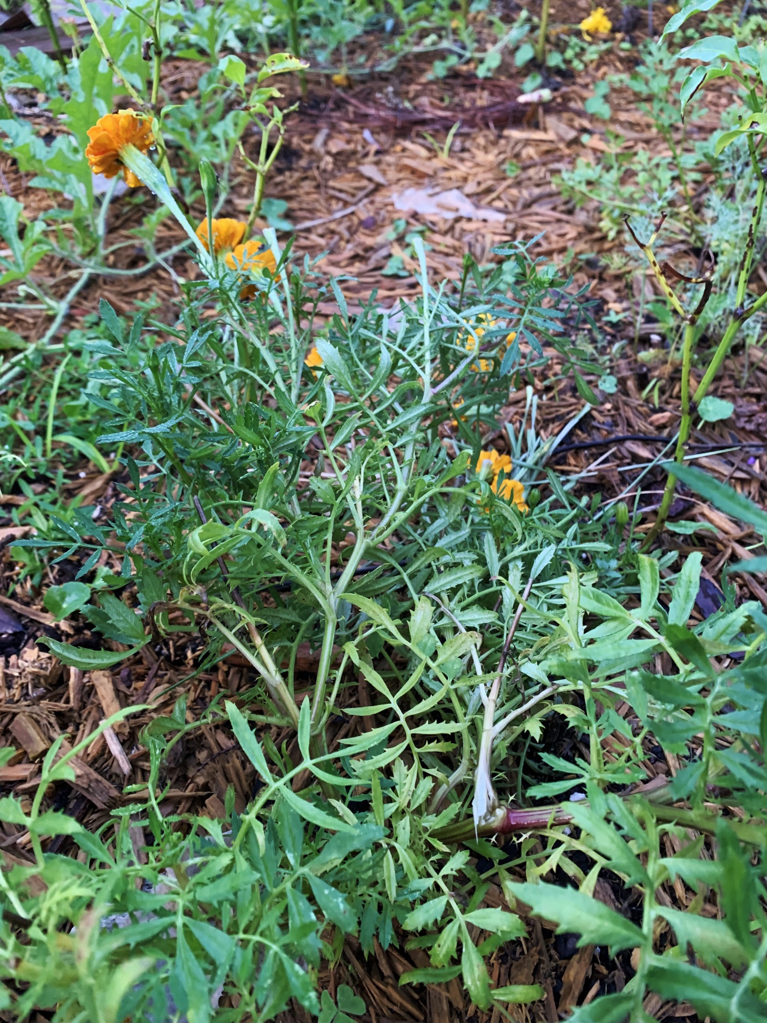 Marigolds in the Florida Vegetable Garden – Hydrangeas Blue