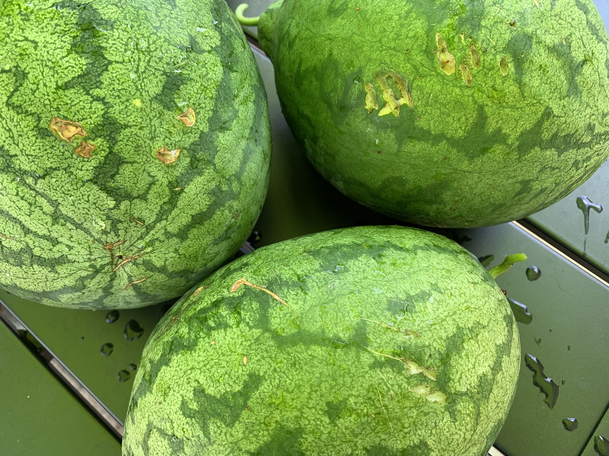 watermelon raccoon marks – Hydrangeas Blue