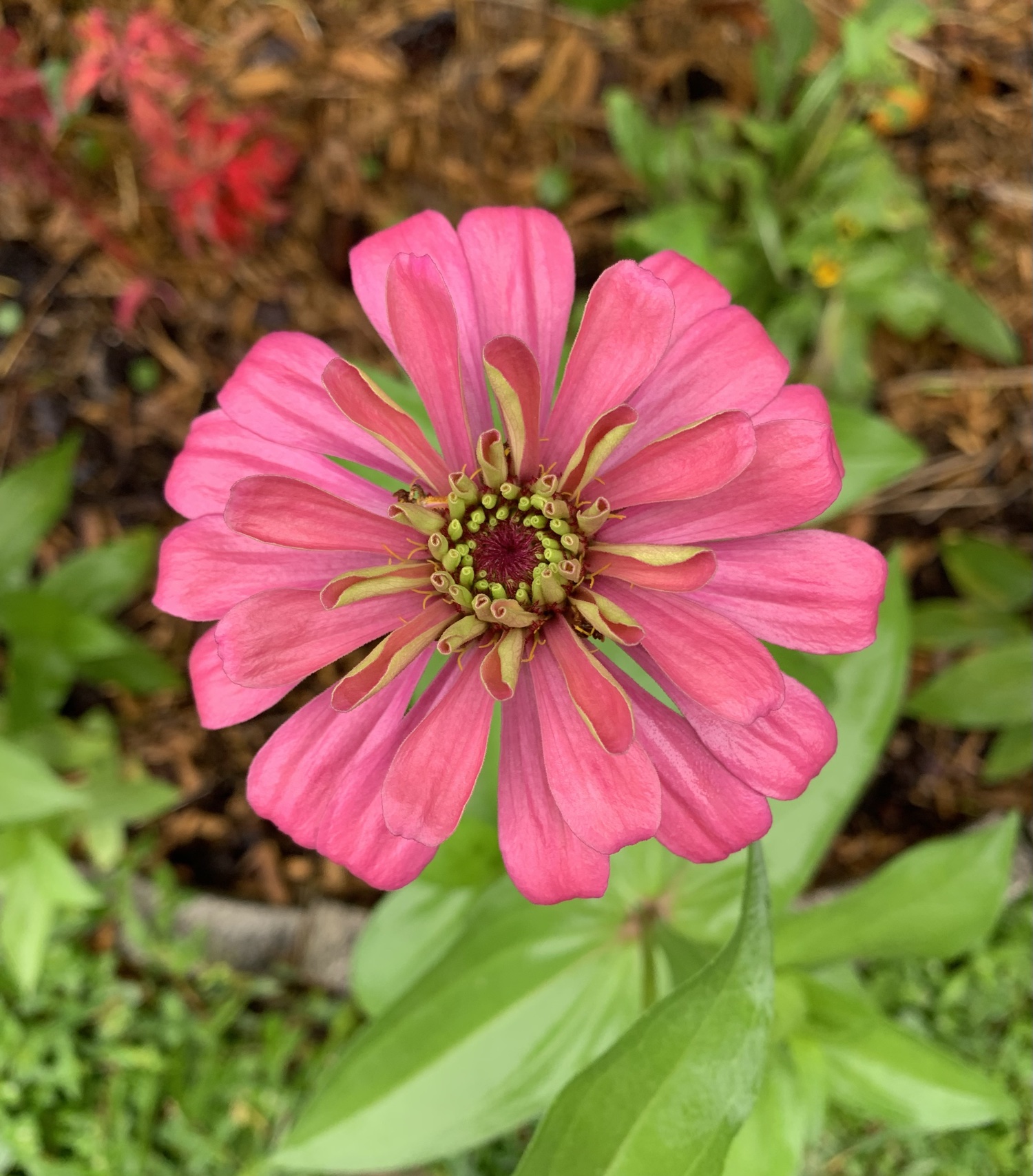 zinnia – Hydrangeas Blue