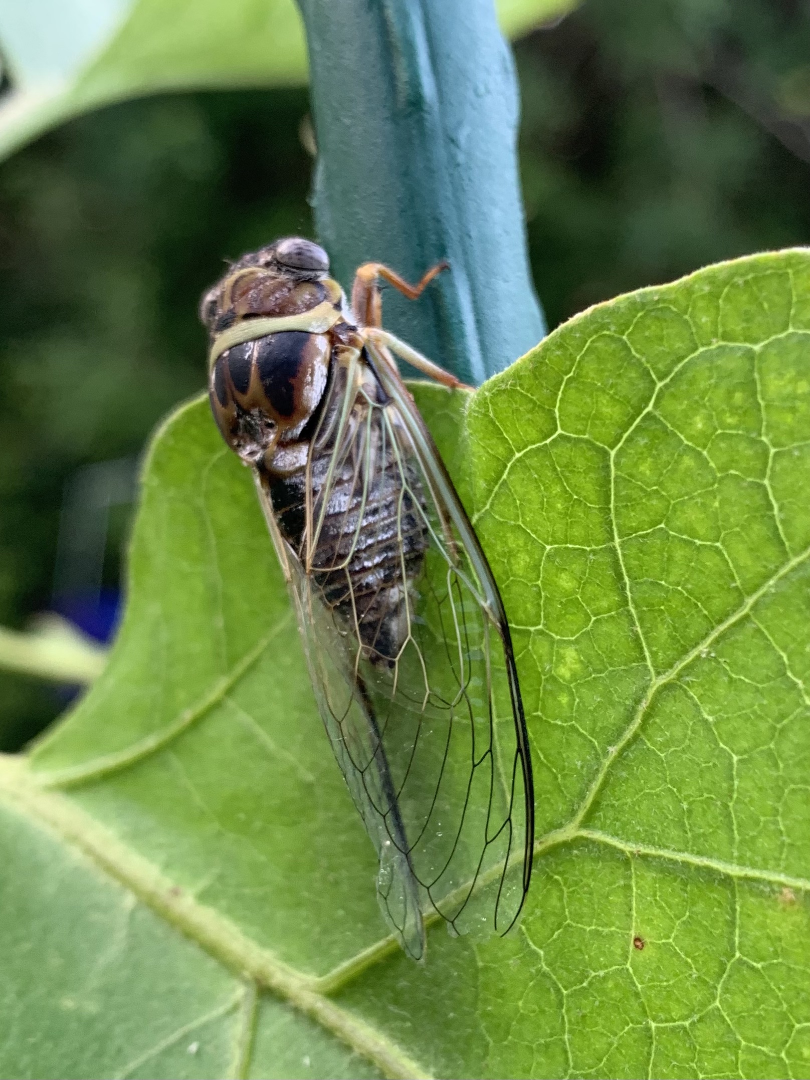cicada – Hydrangeas Blue