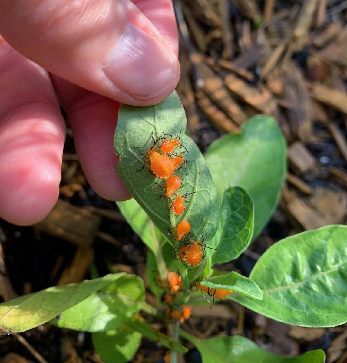 Tiny Orange Bugs on Ground Cherry – Hydrangeas Blue