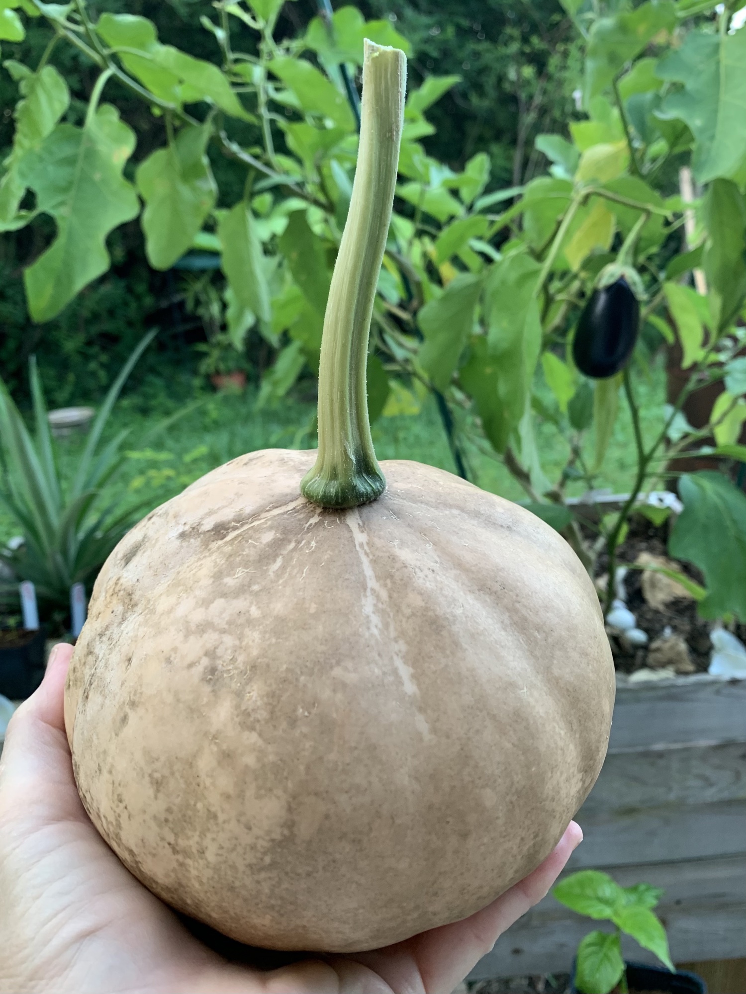 Pumpkin Hydrangeas Blue