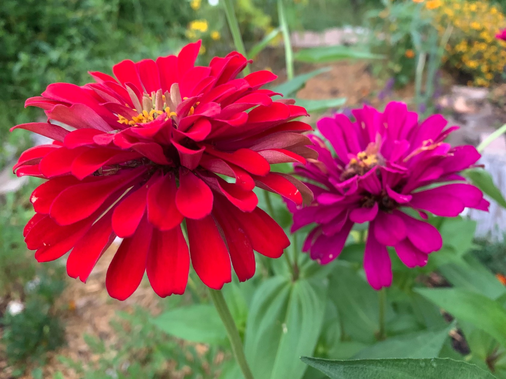 Beautiful Zinnia Flowers Are Useful to Bees – Hydrangeas Blue