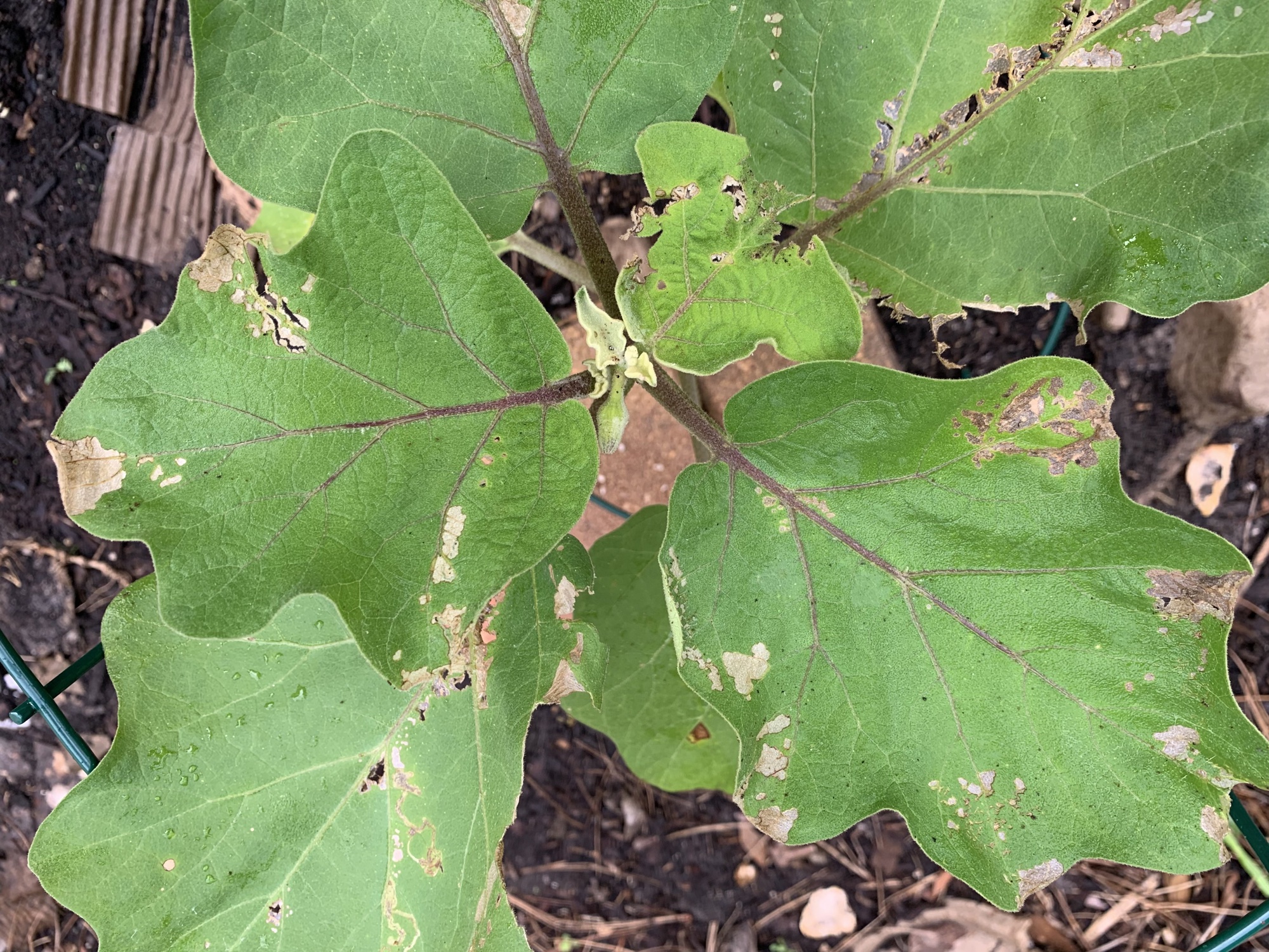 garden rosita worms – Hydrangeas Blue