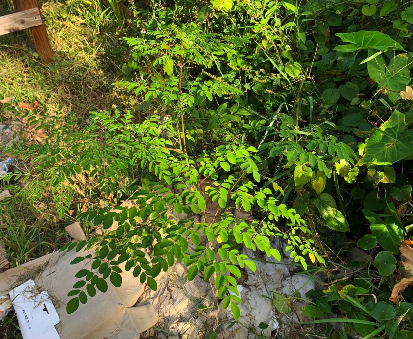 Moringa small – Hydrangeas Blue