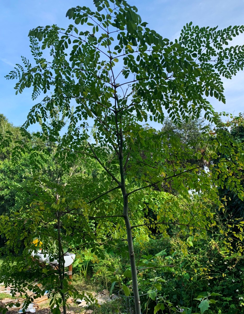 What to Do With the Moringa Tree? – Hydrangeas Blue