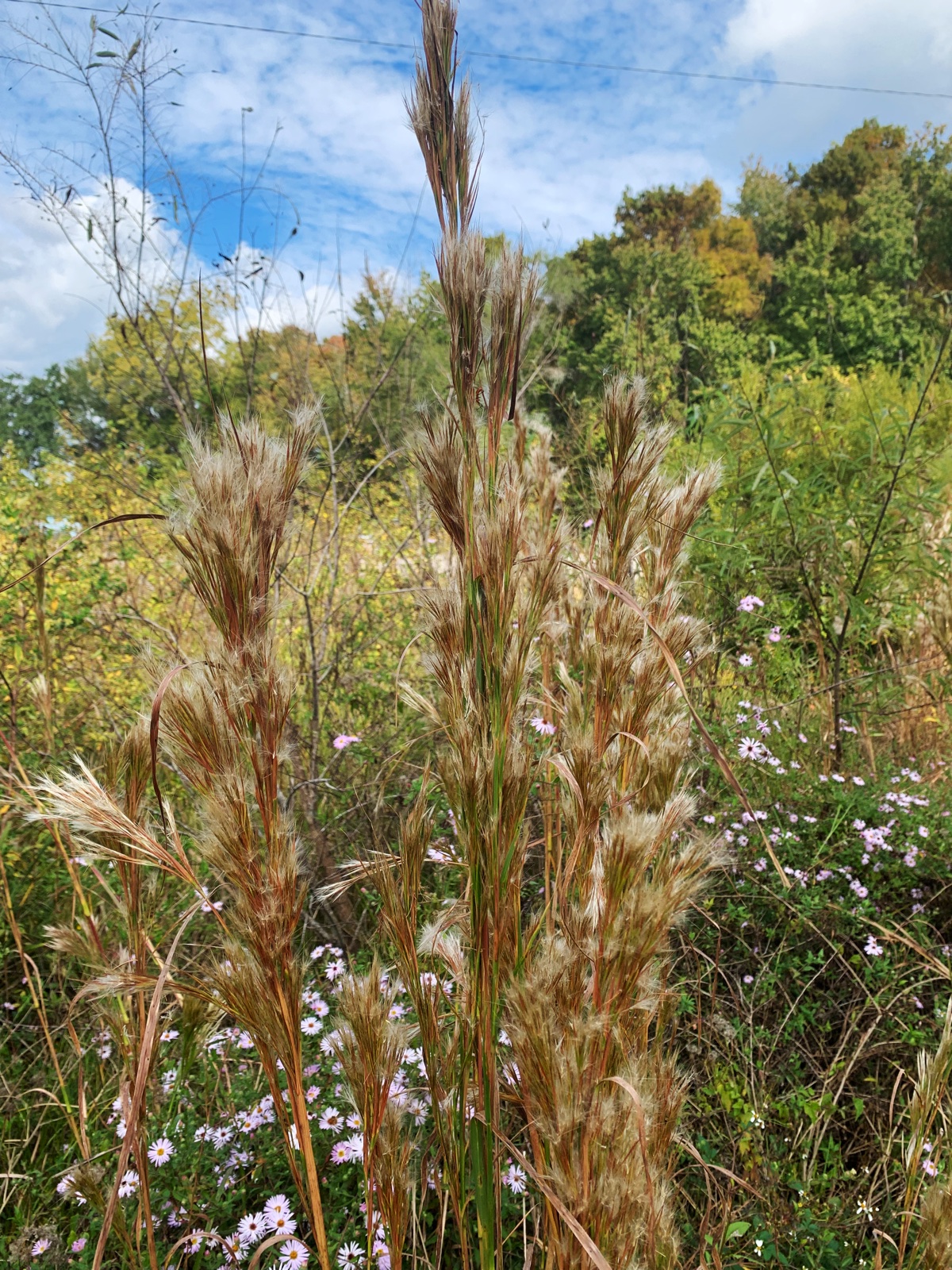 native grass – Hydrangeas Blue