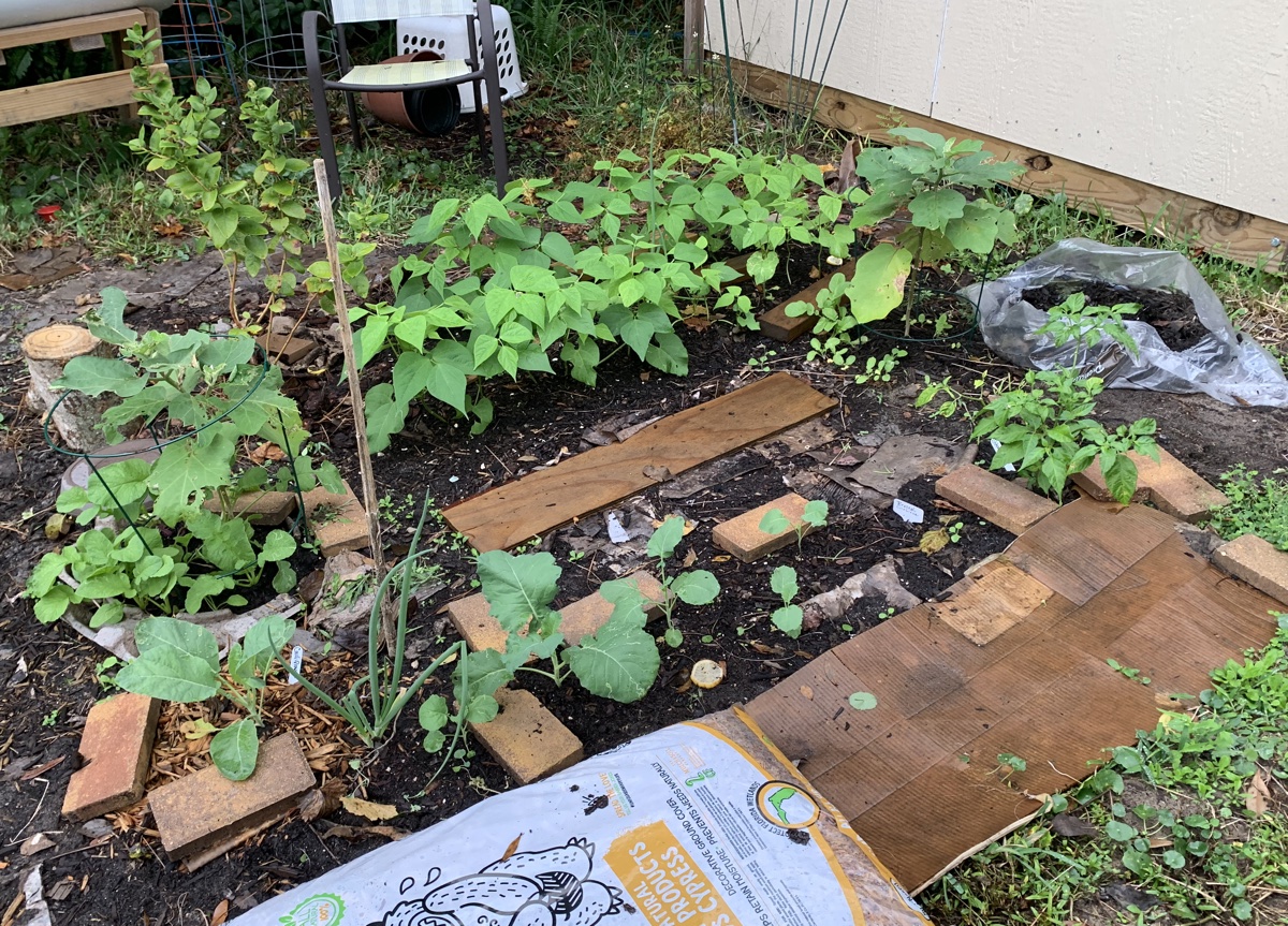 bean rows – Hydrangeas Blue