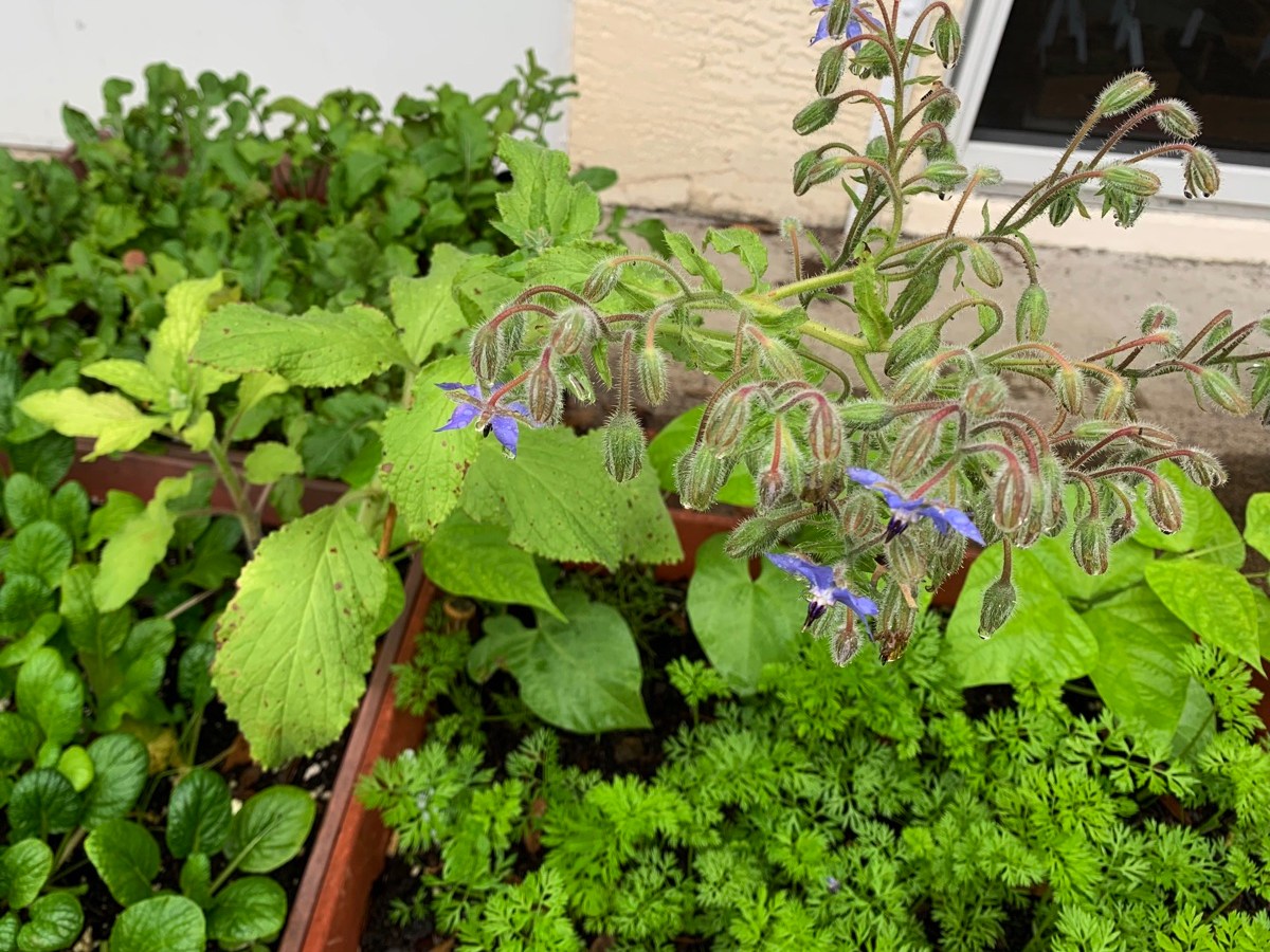 Hydrangeas Blue – Growing food and flowers in my Florida backyard