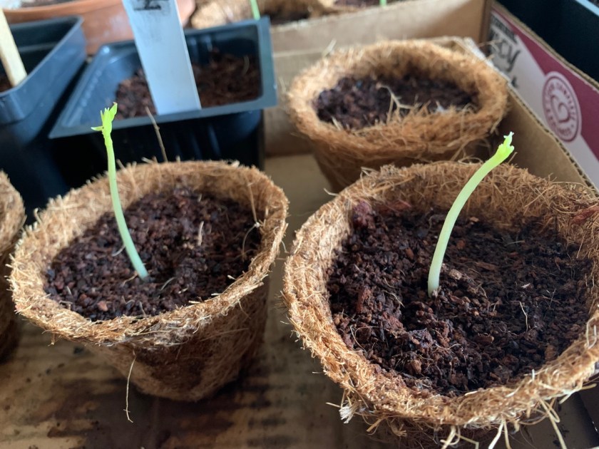 What to Do With the Moringa Tree? – Hydrangeas Blue