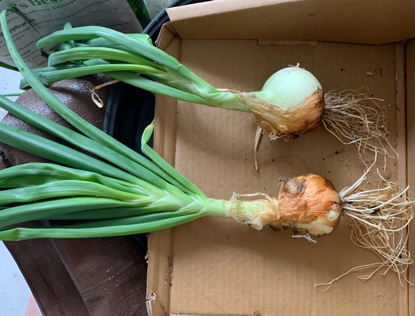 Bulb Onions Grown Successfully Over a Florida Winter – Hydrangeas Blue
