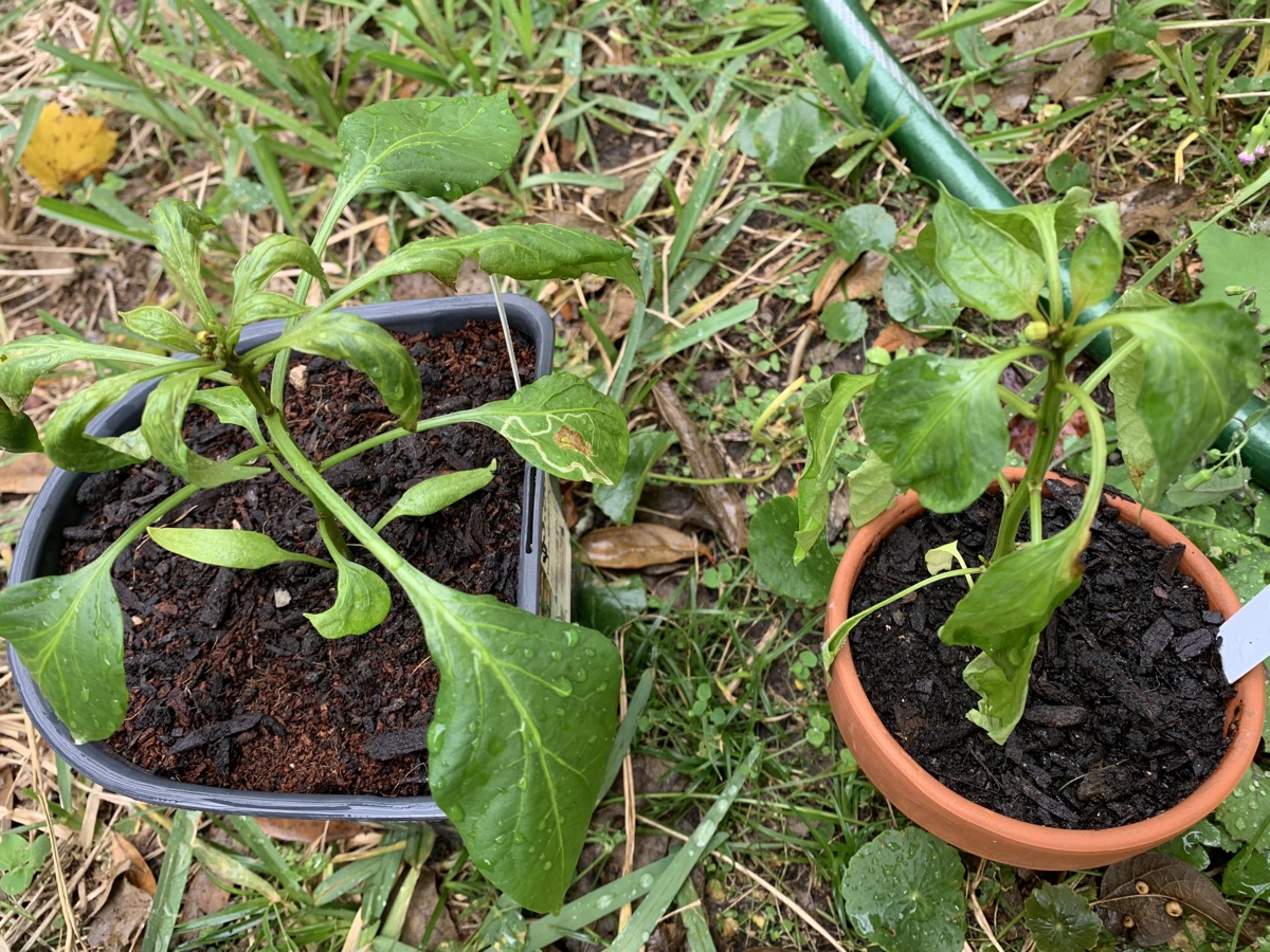 pepper seedlings – Hydrangeas Blue