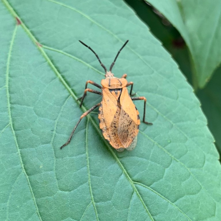 Need Help Identifying Mysterious Orange Garden Bugs – Hydrangeas Blue