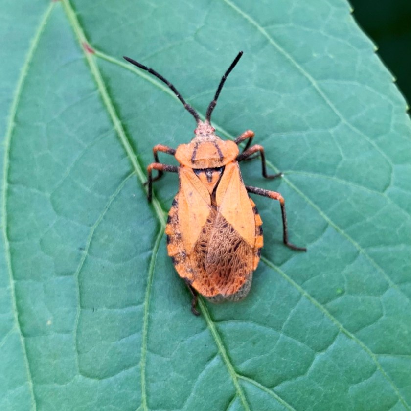 Hydrangeas Blue – Growing food and flowers in my Florida backyard