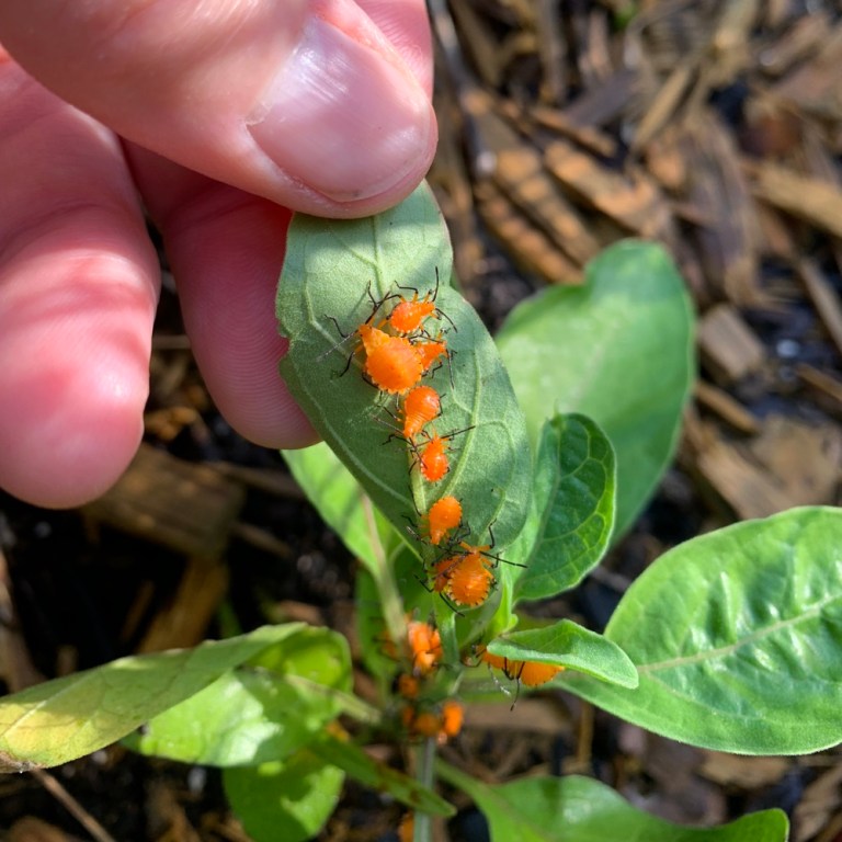 Need Help Identifying Mysterious Orange Garden Bugs – Hydrangeas Blue