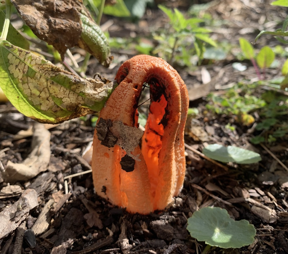 Smelly and Weird Stinkhorn Mushrooms in the Garden – Hydrangeas Blue
