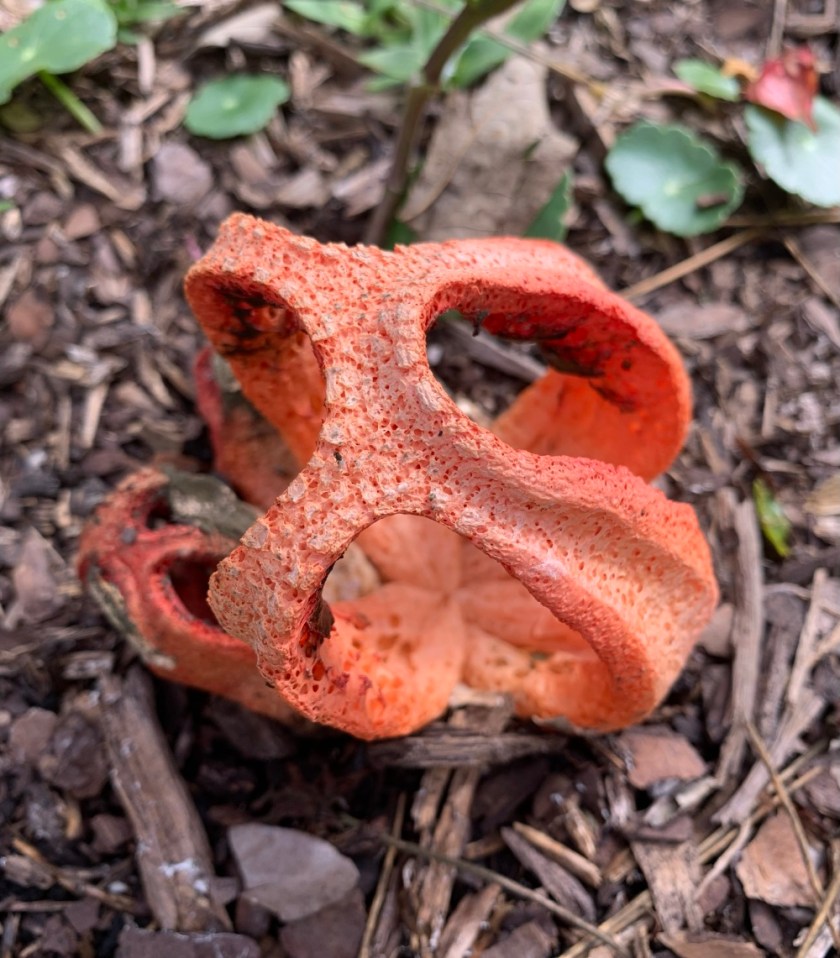 Smelly and Weird Stinkhorn Mushrooms in the Garden – Hydrangeas Blue