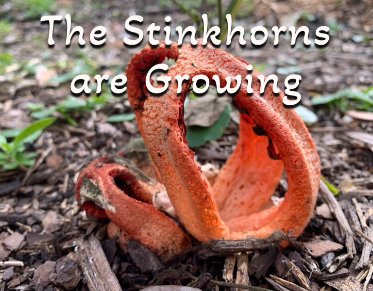 Smelly and Weird Stinkhorn Mushrooms in the Garden – Hydrangeas Blue