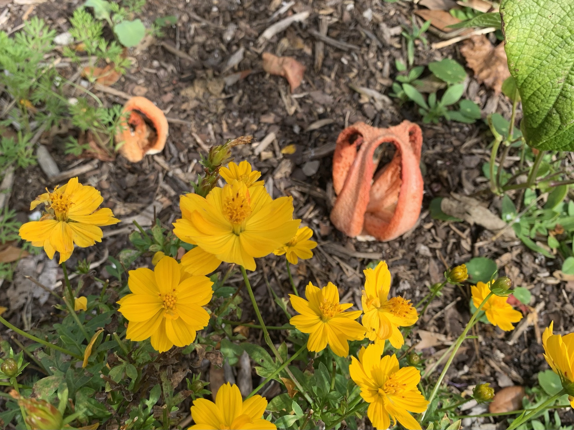 Smelly and Weird Stinkhorn Mushrooms in the Garden – Hydrangeas Blue