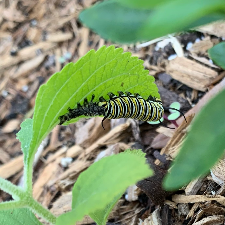 Monarch Caterpillar With Strange Black Thing – Hydrangeas Blue