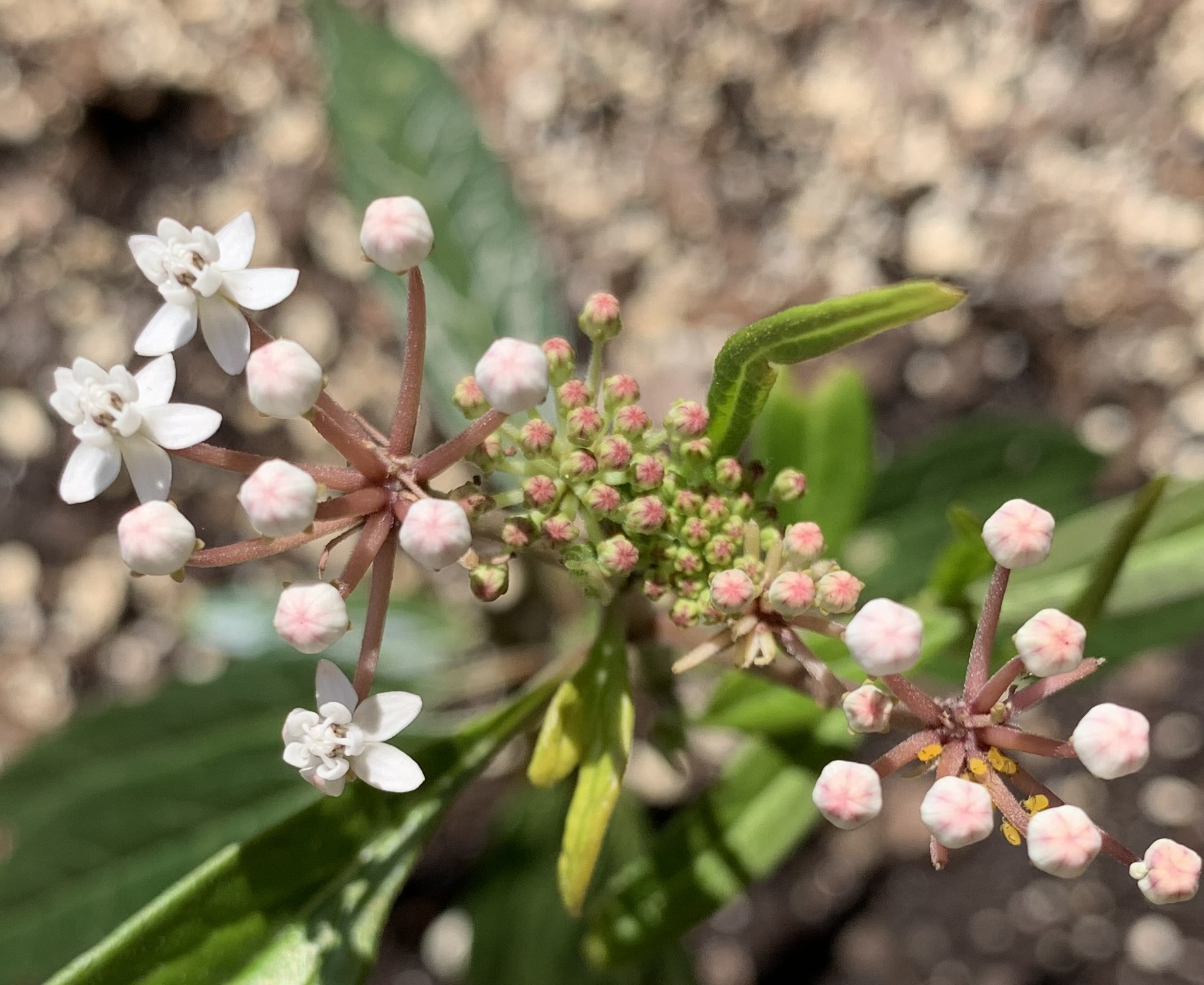 Mail Order Native Florida Milkweed Seedlings Review – Hydrangeas Blue