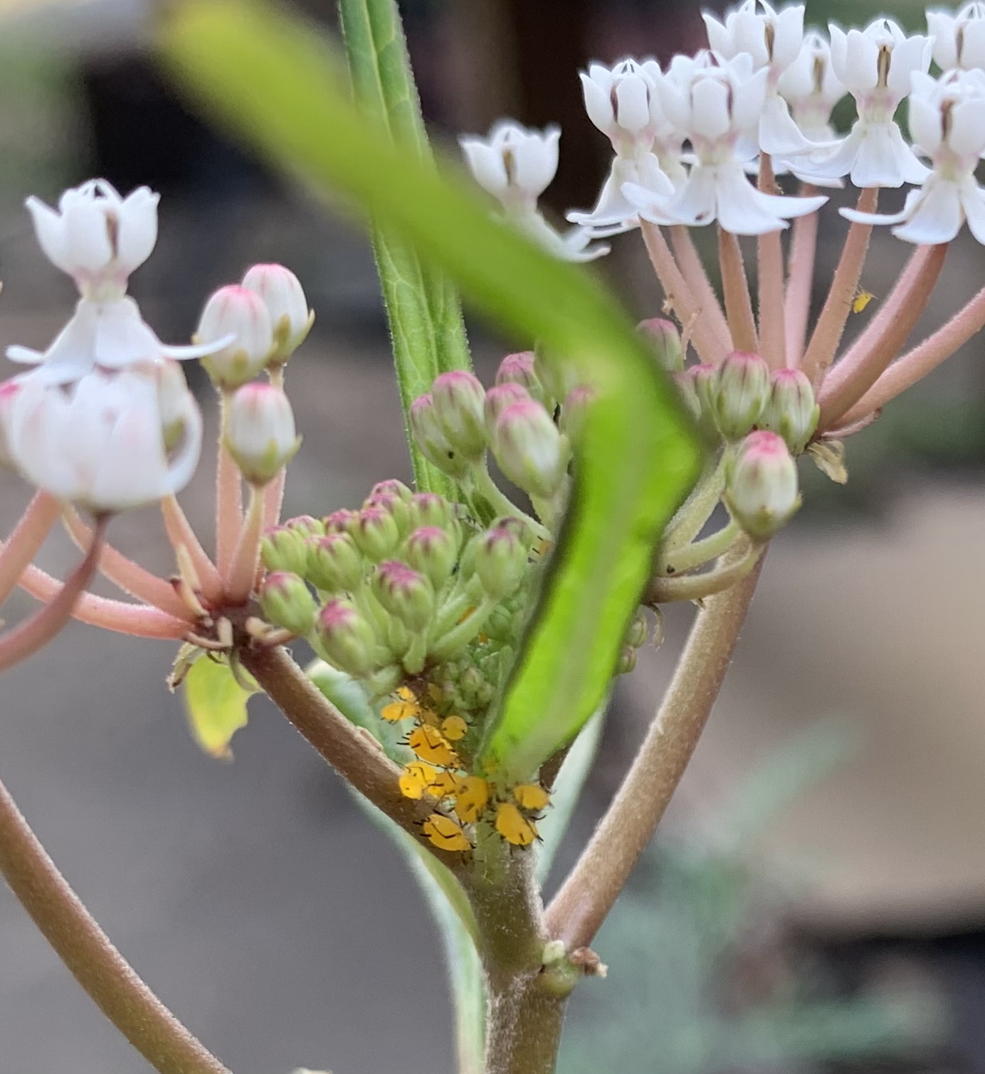 Mail Order Native Florida Milkweed Seedlings Review – Hydrangeas Blue