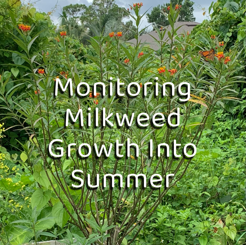 Monitoring Native Milkweed Growth For Florida’s Monarchs – Hydrangeas Blue